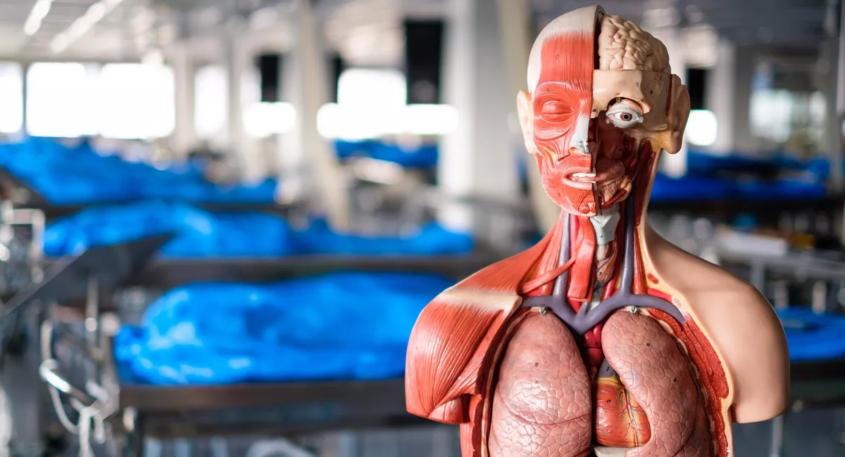 What Is Gross Anatomy News Pud What Is Gross Anatomy News Pud